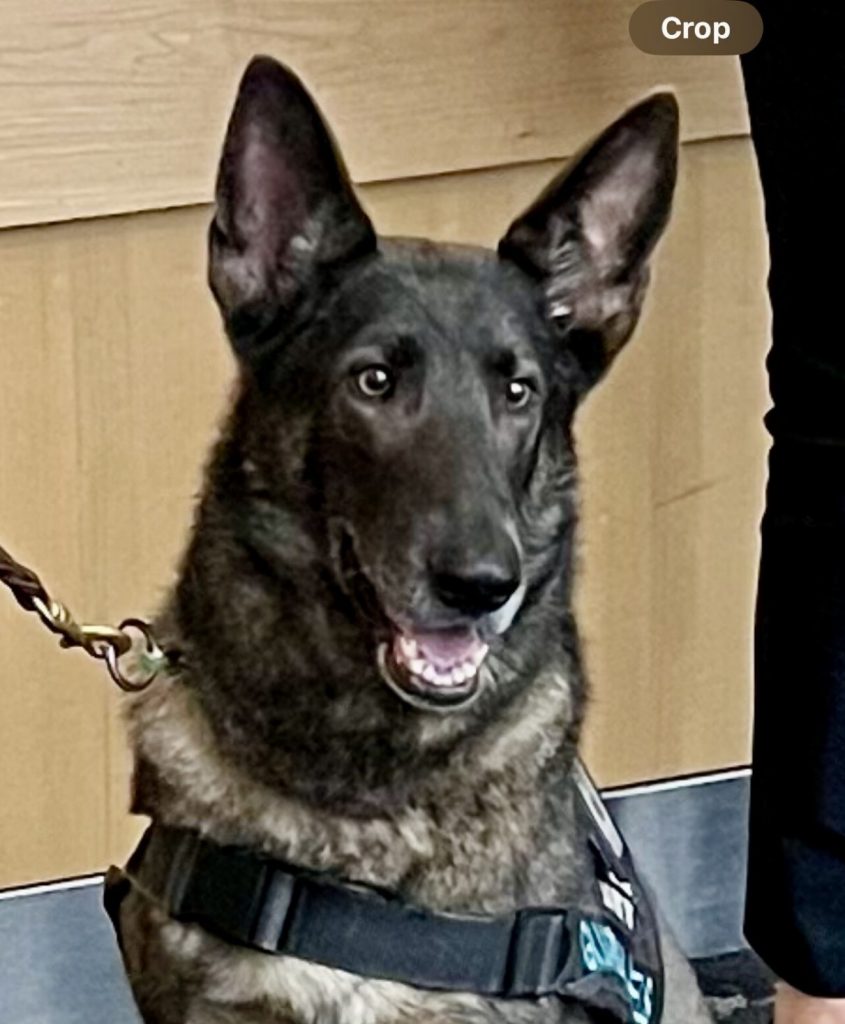 Navy - Life Changing Service Dogs For Veterans